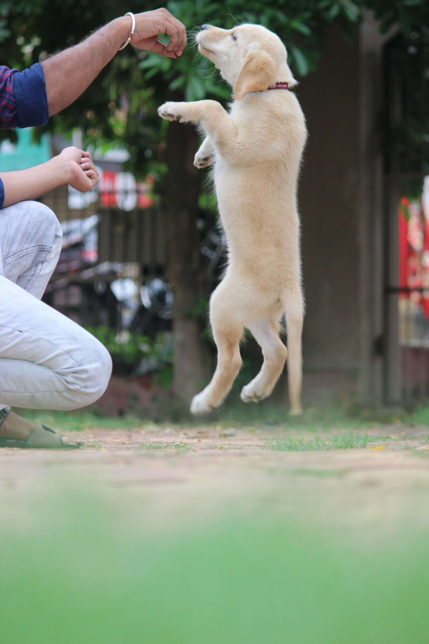 welke nuttige commando's aan hond leren? - Pets Matter